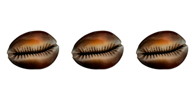 Selecione uma das 3 Conchas (Búzio) - Jogue Búzios Grátis